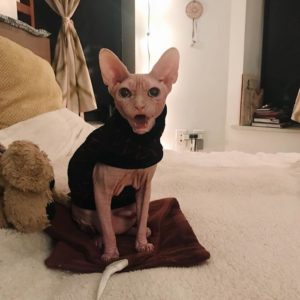 OMG, Loki takes Grumpy Cat's crown as the world's grumpiest cat - OMG.BLOG