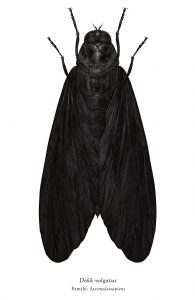 OMG, this artist beautifully turns everyday insects into Star Wars ...