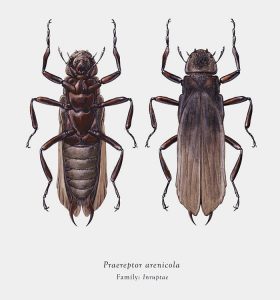 OMG, this artist beautifully turns everyday insects into Star Wars ...