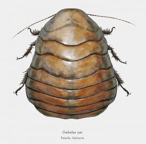 OMG, this artist beautifully turns everyday insects into Star Wars ...