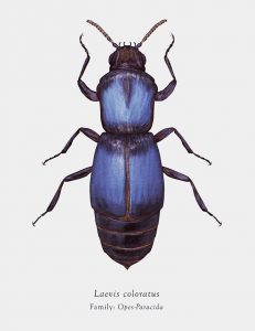 OMG, this artist beautifully turns everyday insects into Star Wars ...