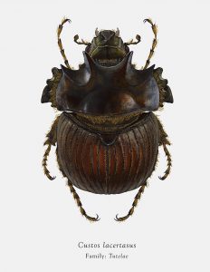 OMG, this artist beautifully turns everyday insects into Star Wars ...