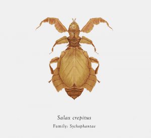 OMG, this artist beautifully turns everyday insects into Star Wars ...