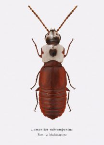 OMG, this artist beautifully turns everyday insects into Star Wars ...