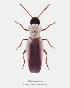 OMG, this artist beautifully turns everyday insects into Star Wars ...