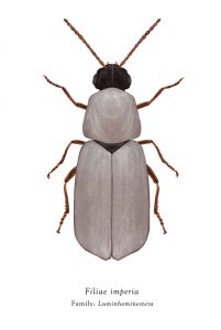 OMG, this artist beautifully turns everyday insects into Star Wars ...