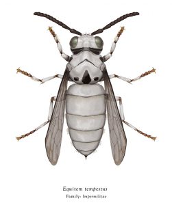 OMG, this artist beautifully turns everyday insects into Star Wars ...