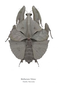 OMG, this artist beautifully turns everyday insects into Star Wars ...