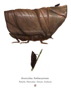 OMG, this artist beautifully turns everyday insects into Star Wars ...