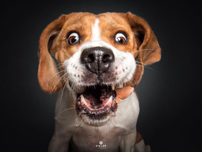 OMG, this photographer captures dogs in their mid-treat panic - OMG.BLOG