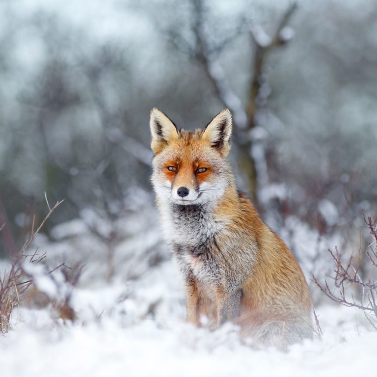 OMG, photographer documents the cutest foxes enjoying the winter ...