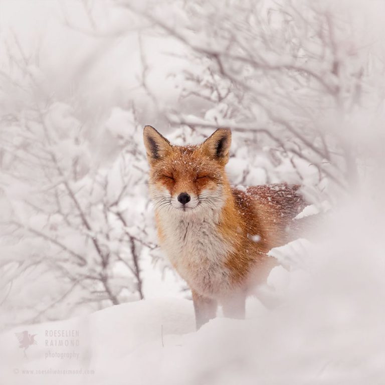 OMG, photographer documents the cutest foxes enjoying the winter ...