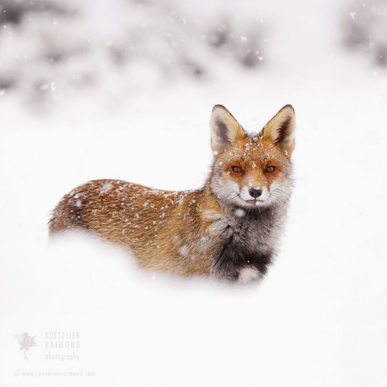 OMG, photographer documents the cutest foxes enjoying the winter ...