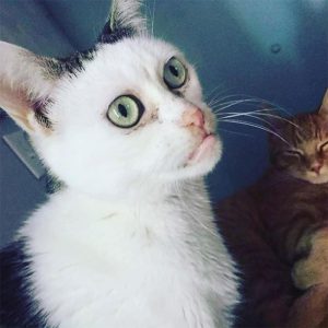 OMG, meet Marla, the kitty who looks just like Steve Buscemi - OMG.BLOG