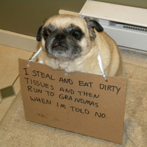 OMG, HAPPY FRIDAY: It's a PUG-SHAMING Megapost! - OMG.BLOG