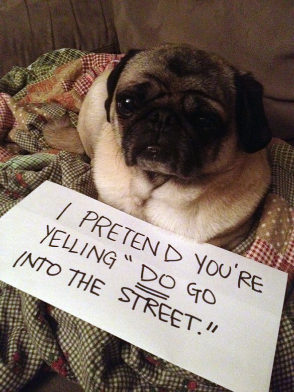 OMG, HAPPY FRIDAY: It's a PUG-SHAMING Megapost! - OMG.BLOG