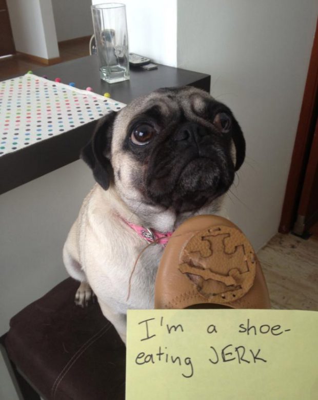 OMG, HAPPY FRIDAY: It's a PUG-SHAMING Megapost! - OMG.BLOG