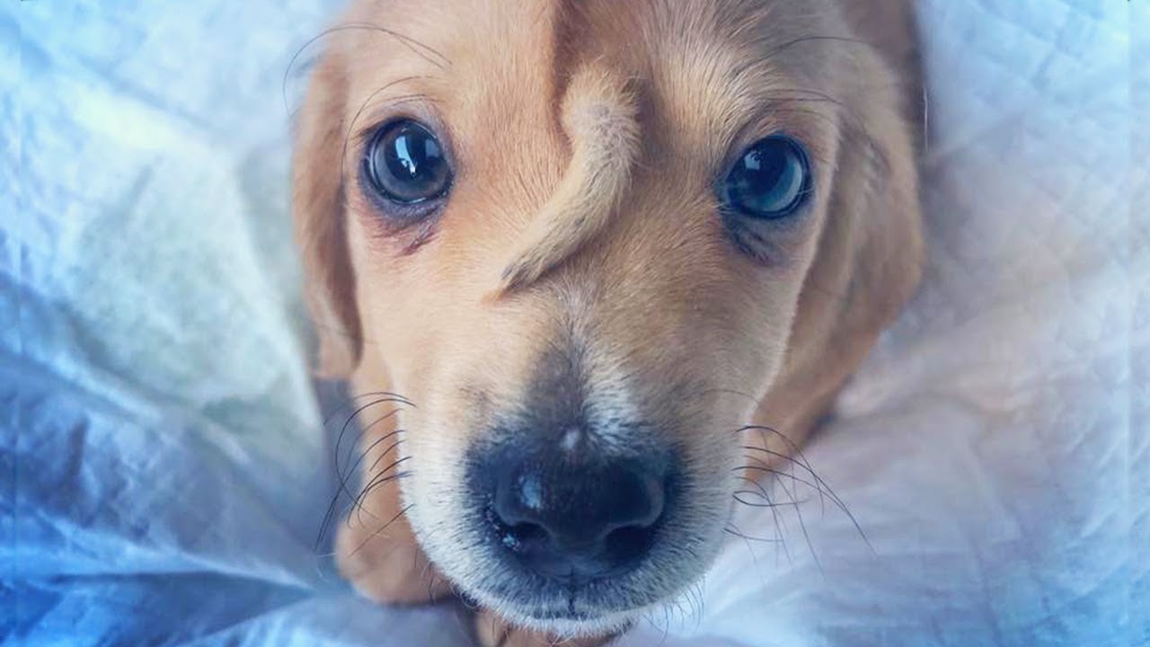 OMG, Puppy has extra tail on his forehead, is the cutest ever - OMG.BLOG