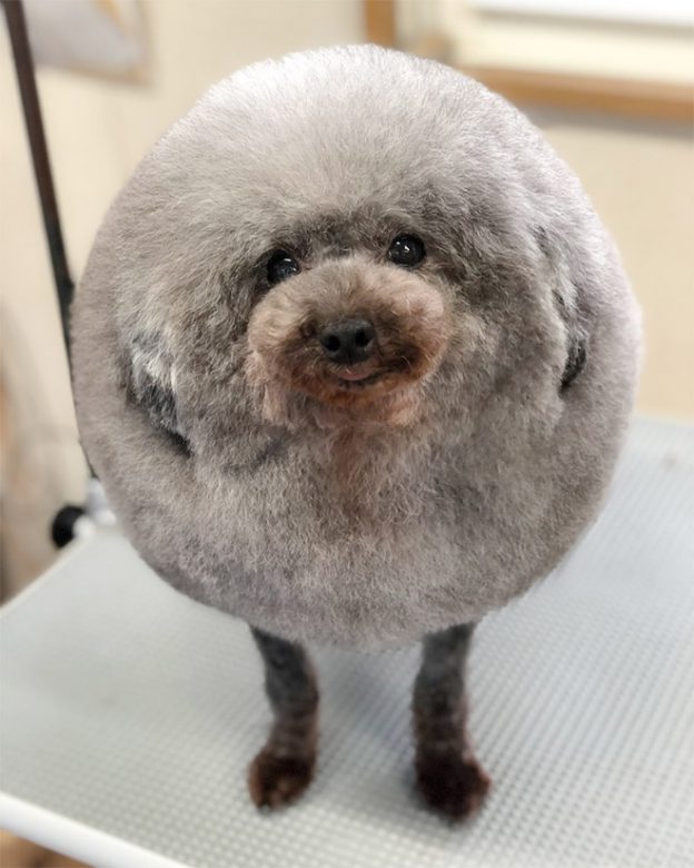 OMG, so awkward and cute: The round dog grooming trend - OMG.BLOG