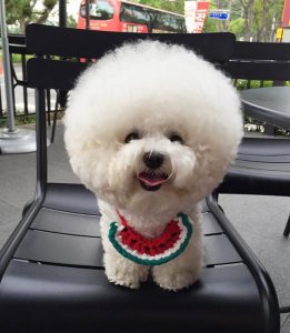 OMG, so awkward and cute: The round dog grooming trend - OMG.BLOG