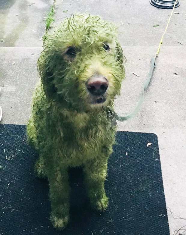 OMG, green doggos! These pups were snapped after playing in fresh-cut ...
