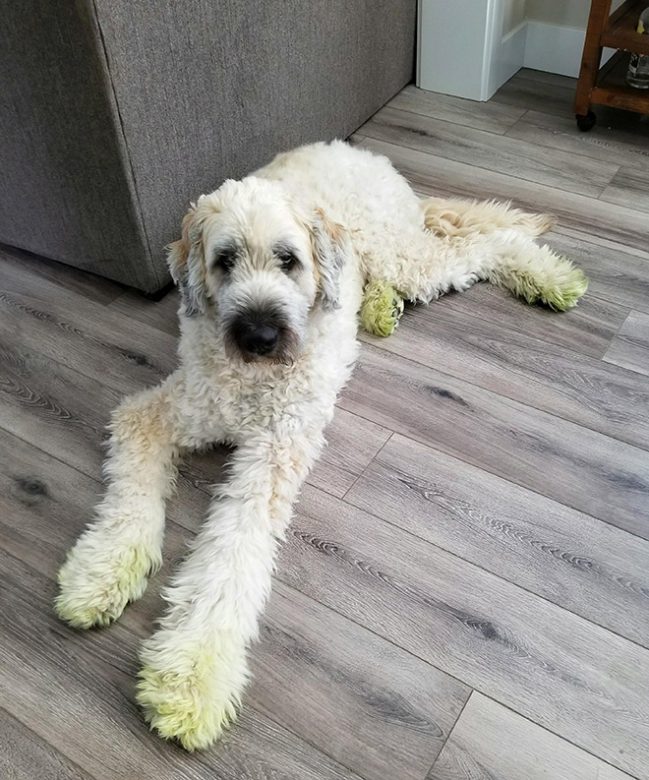 OMG, green doggos! These pups were snapped after playing in fresh-cut ...