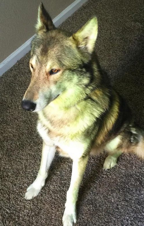 OMG, green doggos! These pups were snapped after playing in fresh-cut ...