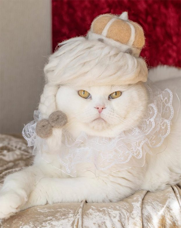 OMG, here are cats wearing Japanese hats made from their own hair - OMG ...
