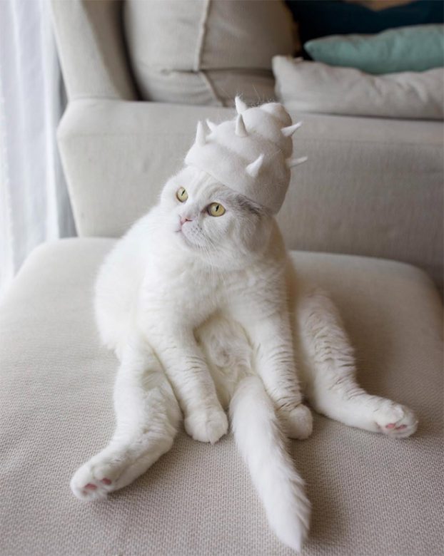 OMG, here are cats wearing Japanese hats made from their own hair - OMG ...