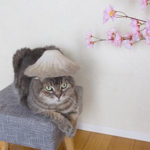 OMG, here are cats wearing Japanese hats made from their own hair - OMG ...