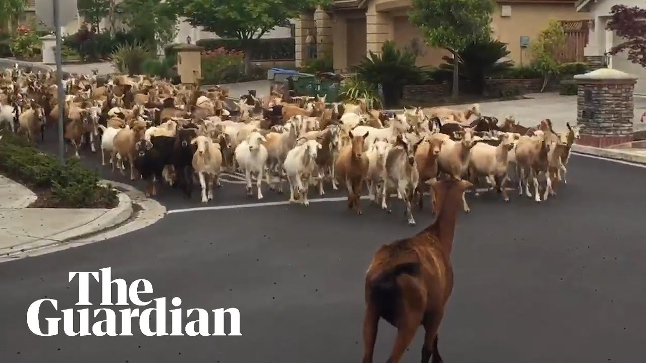 OMG, WATCH: A heard of escaped goats fill the streets of San Jose - OMG ...
