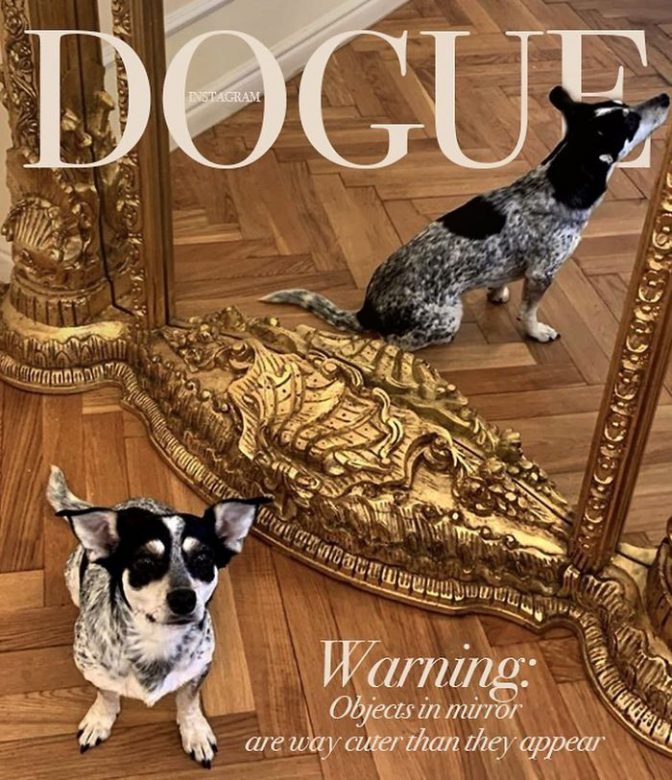 OMG, owners put their dogs on the cover of VOGUE with 'DOGUE shoots ...
