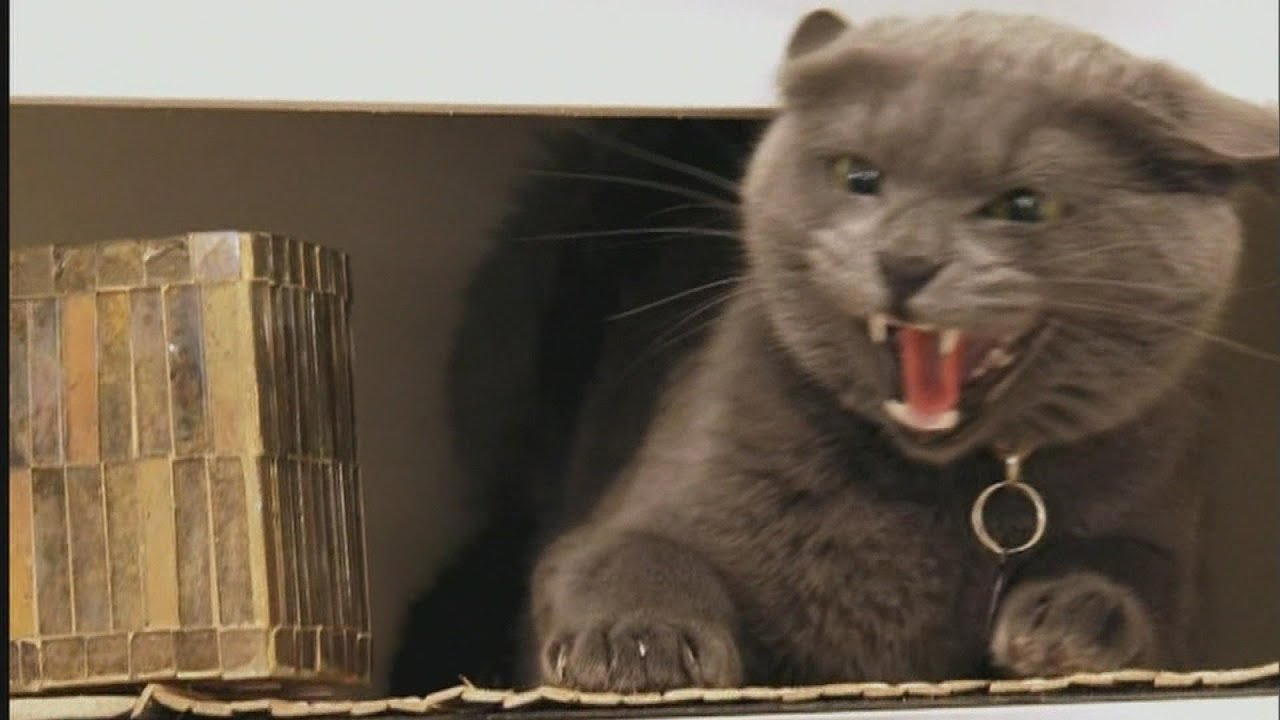 OMG, Cats are FED UP with their owners being home all day - OMG.BLOG