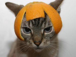 OMG, it's cats in citrus hats! - OMG.BLOG