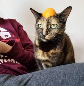 OMG, it's cats in citrus hats! - OMG.BLOG