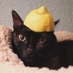 OMG, it's cats in citrus hats! - OMG.BLOG