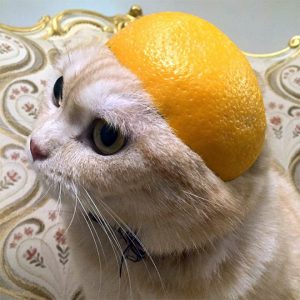 OMG, it's cats in citrus hats! - OMG.BLOG