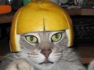 OMG, it's cats in citrus hats! - OMG.BLOG