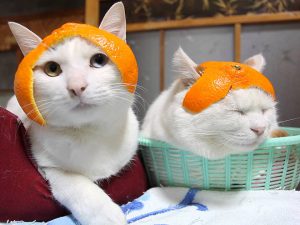 OMG, it's cats in citrus hats! - OMG.BLOG