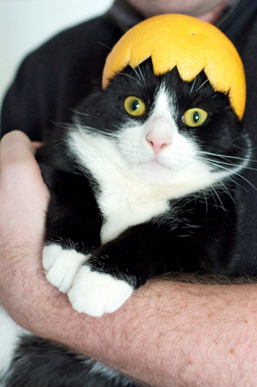 OMG, it's cats in citrus hats! - OMG.BLOG