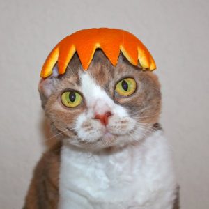 OMG, it's cats in citrus hats! - OMG.BLOG