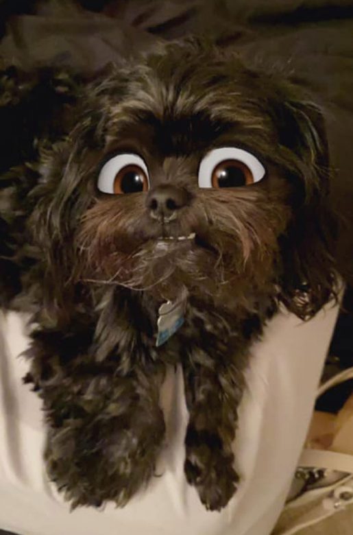 OMG, these filters make your dog look like a Disney character - OMG.BLOG