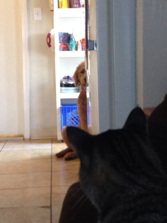 OMG, these dogs are scared of cats - OMG.BLOG