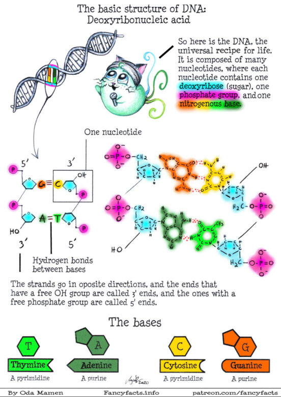 OMG, here are 26 interesting scientific facts illustrated in an ...