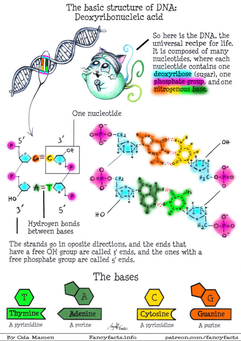 OMG, here are 26 interesting scientific facts illustrated in an ...