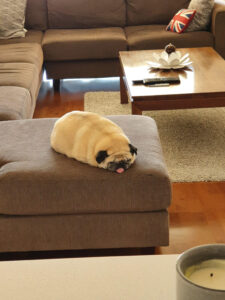OMG, Happy Hump day: Hosted by PUG LOAFS! - OMG.BLOG