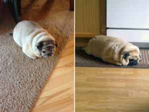 OMG, Happy Hump day: Hosted by PUG LOAFS! - OMG.BLOG