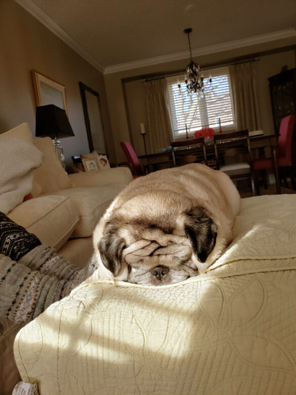 OMG, Happy Hump day: Hosted by PUG LOAFS! - OMG.BLOG