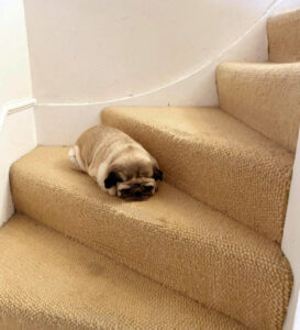 OMG, Happy Hump day: Hosted by PUG LOAFS! - OMG.BLOG