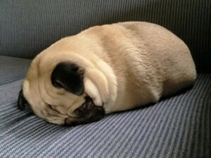 OMG, Happy Hump day: Hosted by PUG LOAFS! - OMG.BLOG